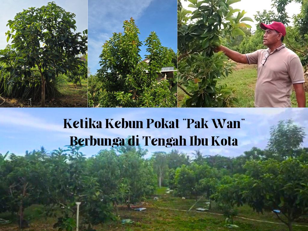 Ketika Kebun Pokat Pak Wan Berbunga di Tengah Ibu Kota