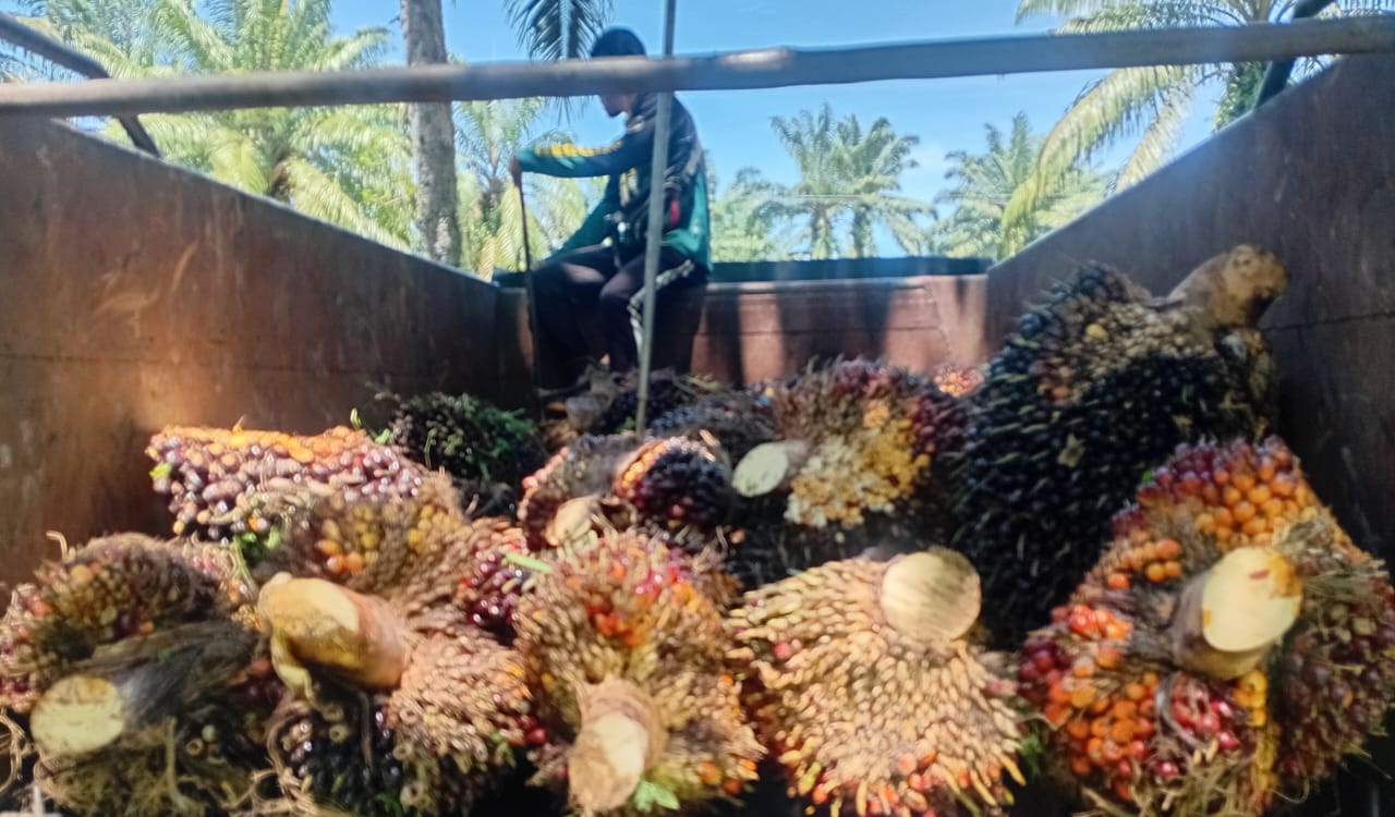 Belum Ada Titik Temu, Masyarakat Kembali Panen Sawit di Lahan yang ...