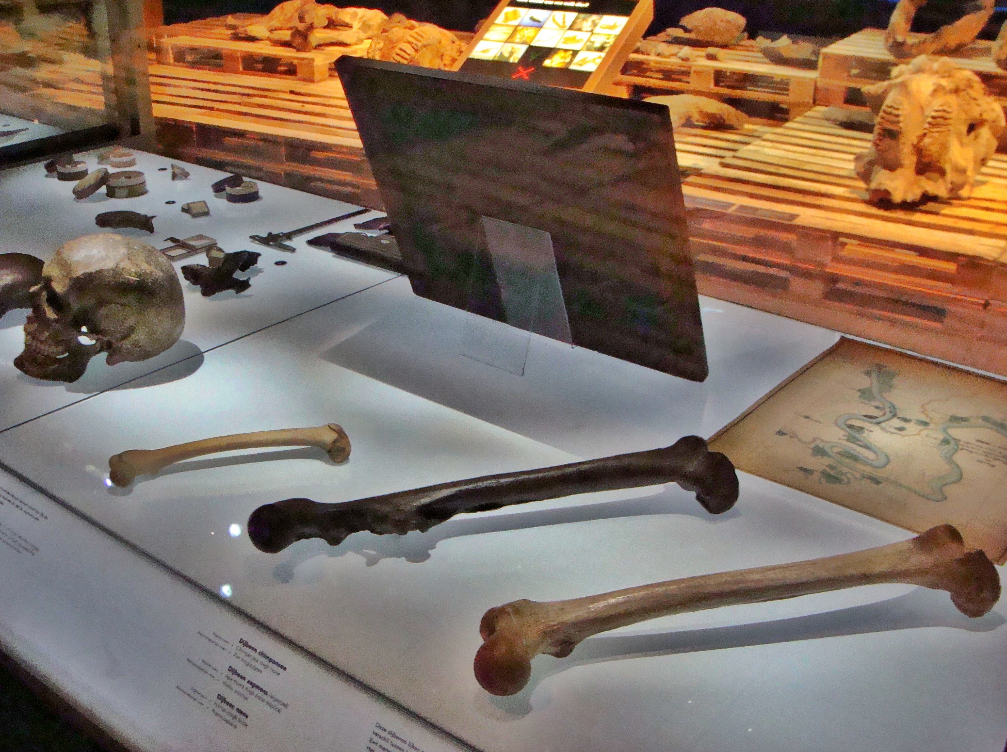 Belanda Kembalikan Ribuan Fosil ke Indonesia, Termasuk Fosil Legendaris ...